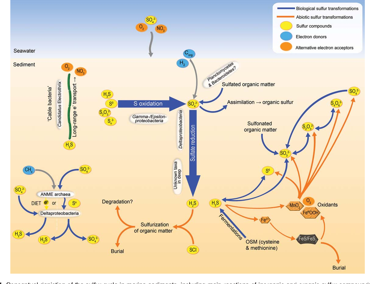 The Life Sulfuric Microbial Ecology Of Sulfur Cycling In Marine