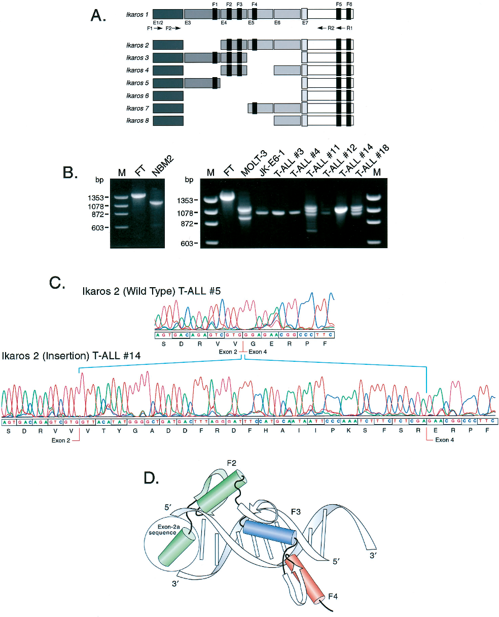 Figure 1 From Expression Of Dominant Negative Ikaros Isoforms In T Cell