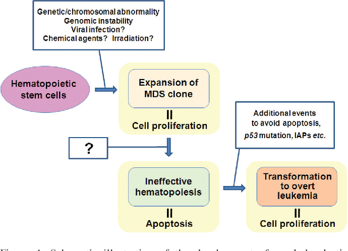 Myelodysplastic Syndrome Pathophysiology