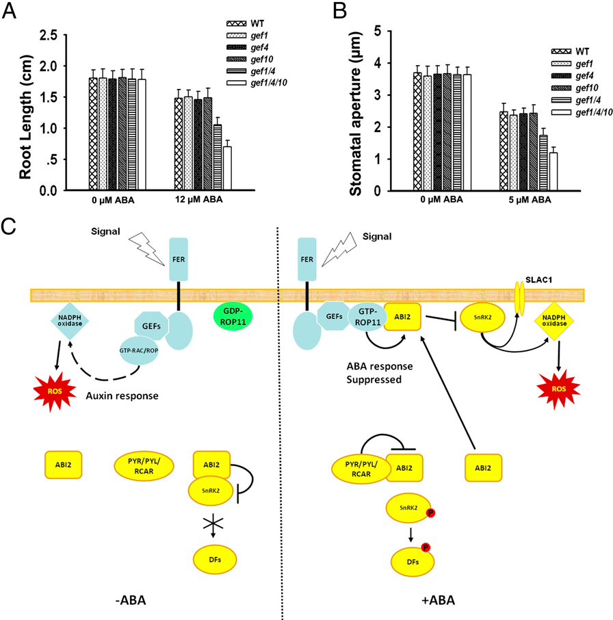 Figure 1 From Feronia Receptor Kinase Pathway Suppresses Abscisic Acid