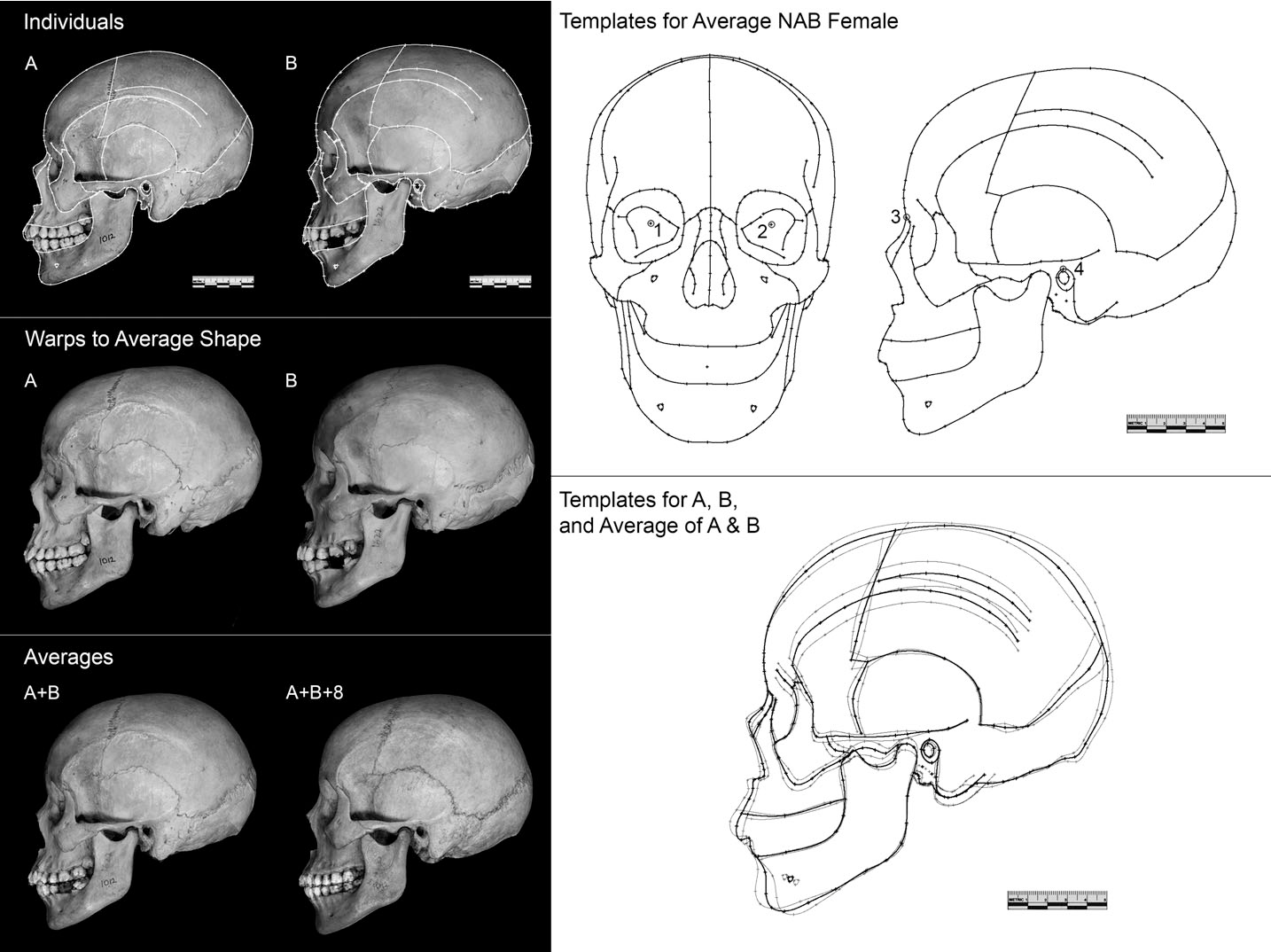 Photo Realistic Statistical Skull Morphotypes New Exemplars For