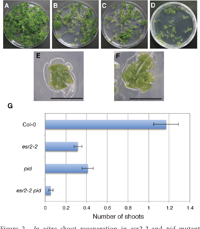 Table 1 From Arabidopsis Enhancer Of Shoot Regeneration 2 And Pinoid