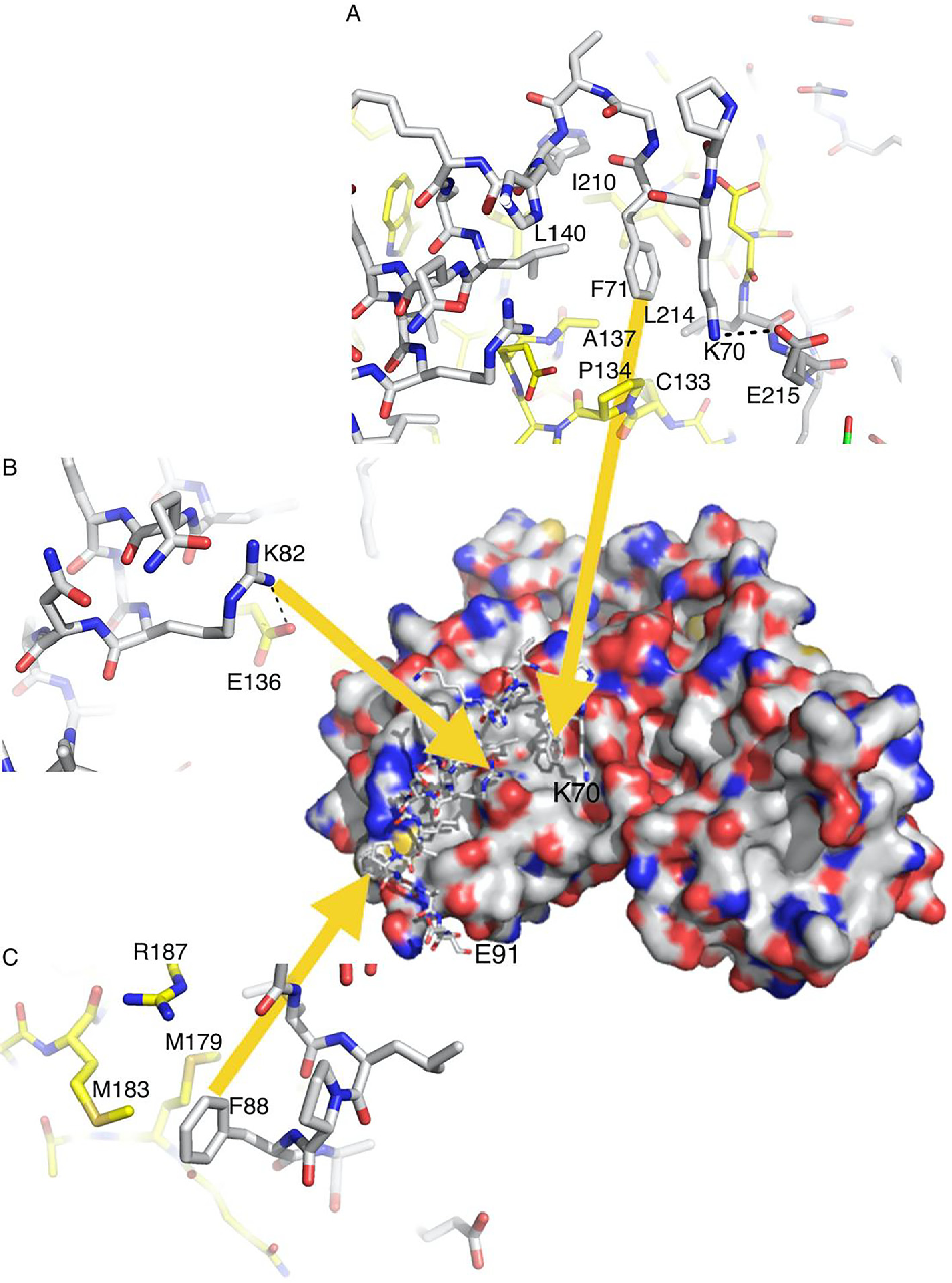 Conformational Flexibility Determines The Nf2merlin Tumor Suppressor