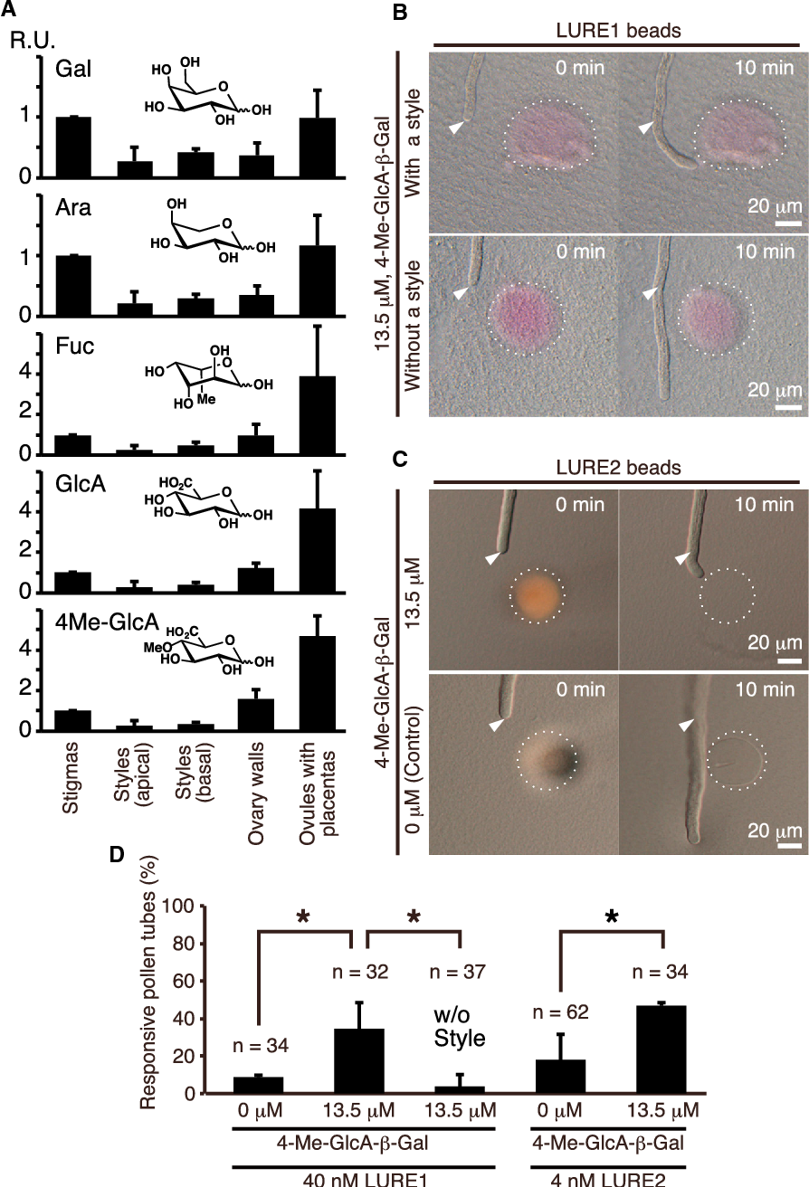 The Amor Arabinogalactan Sugar Chain Induces Pollen Tube Competency To