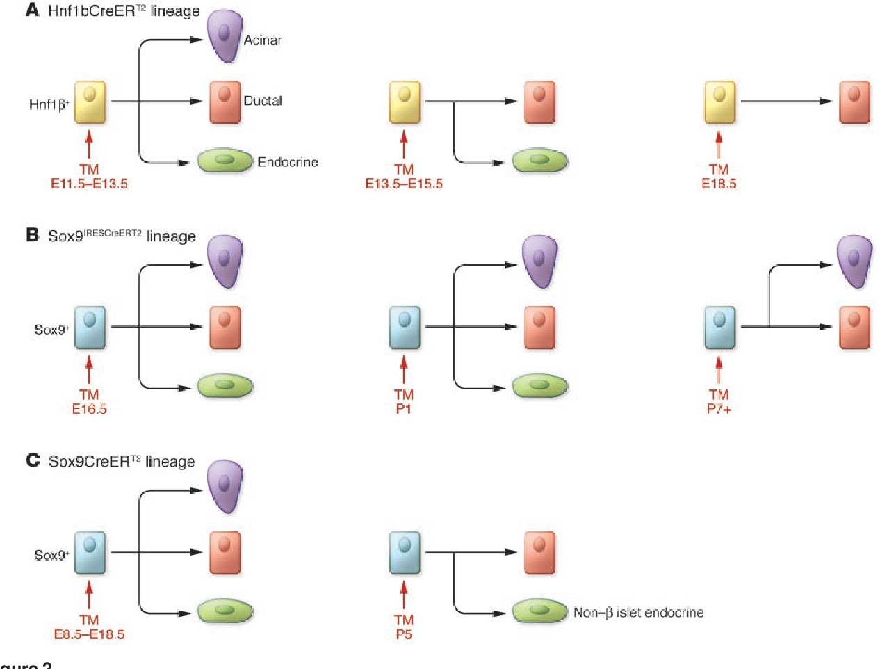 Pdf Pancreatic Ductal Cells In Development Regeneration And