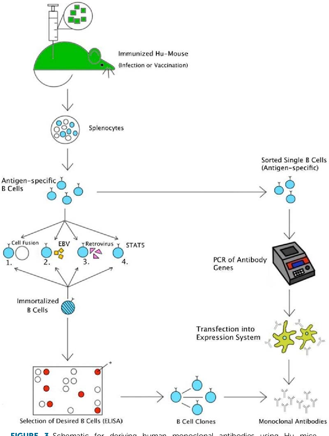 Humanized Monoclonal Antibody