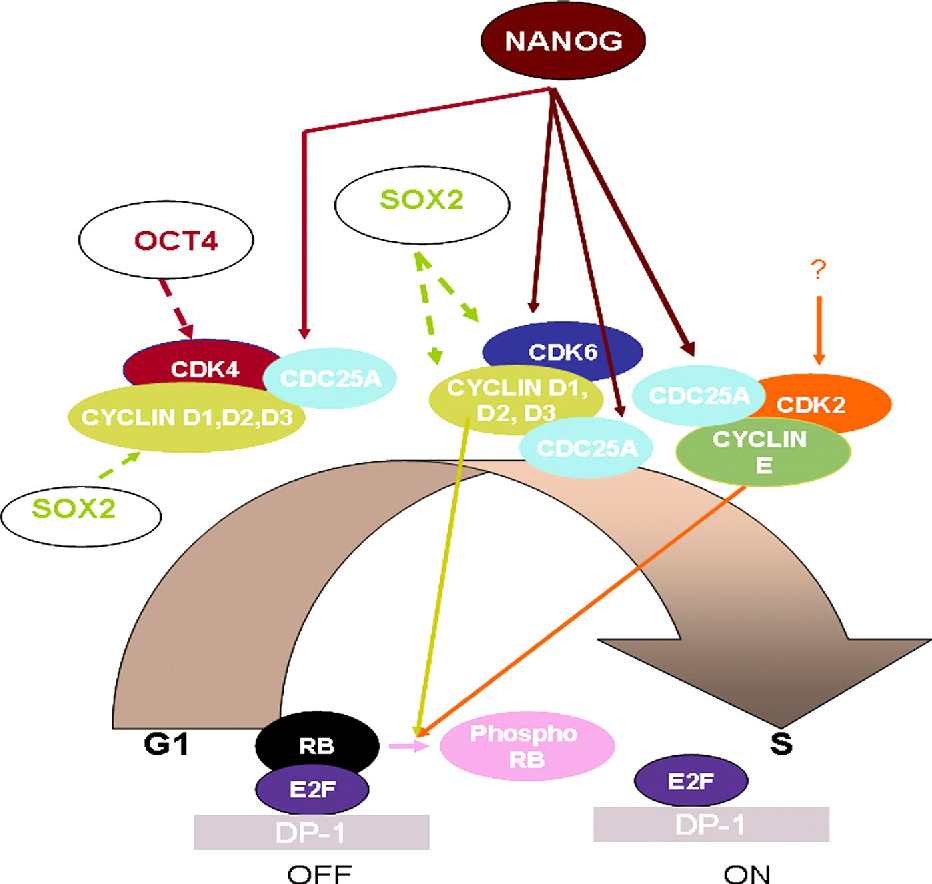 Figure 1 From A Role For Nanog In G1 To S Transition In Human Embryonic