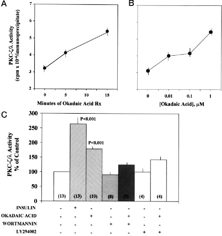 Figure 1 From Okadaic Acid Activates Atypical Protein Kinase C ζλ In