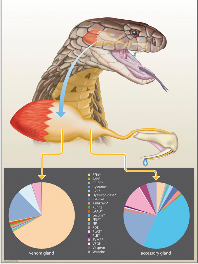 Pdf The King Cobra Genome Reveals Dynamic Gene Evolution And