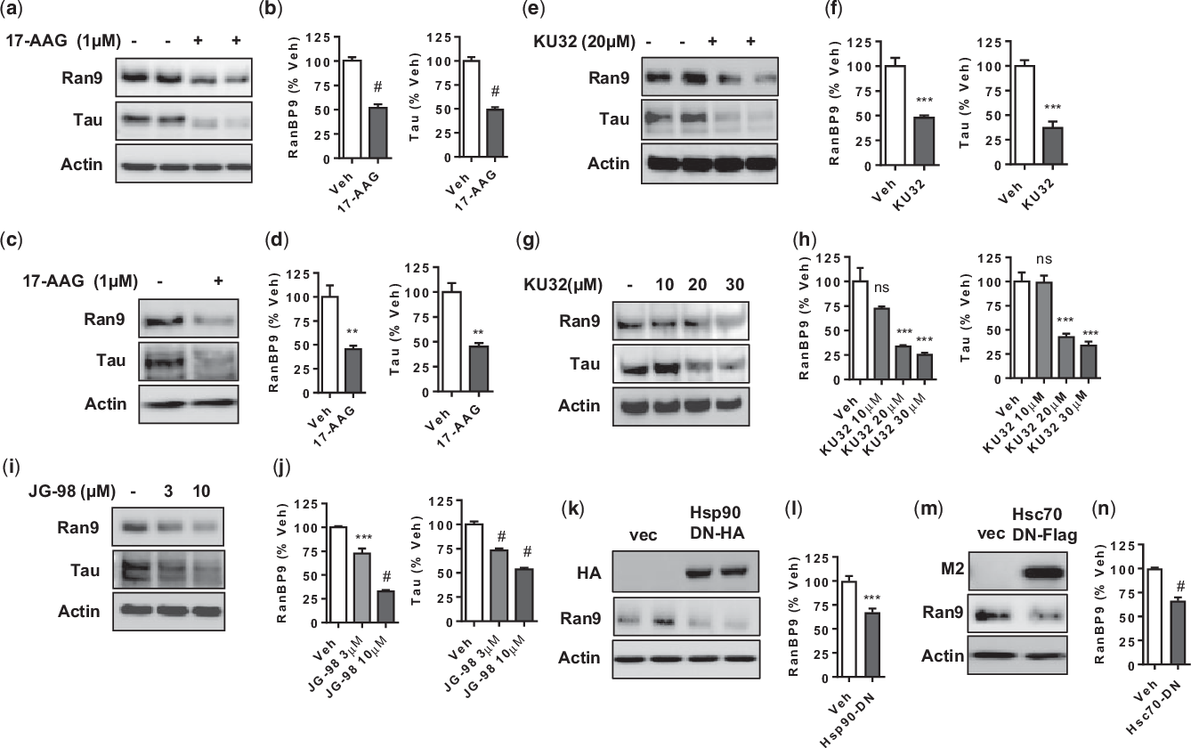 Figure 1 From Enhanced Tau Pathology Via Ranbp9 And Hsp90hsc70