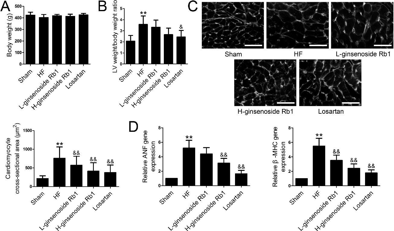 Figure 1 From Ginsenoside Rb1 Improves Cardiac Function And Remodeling