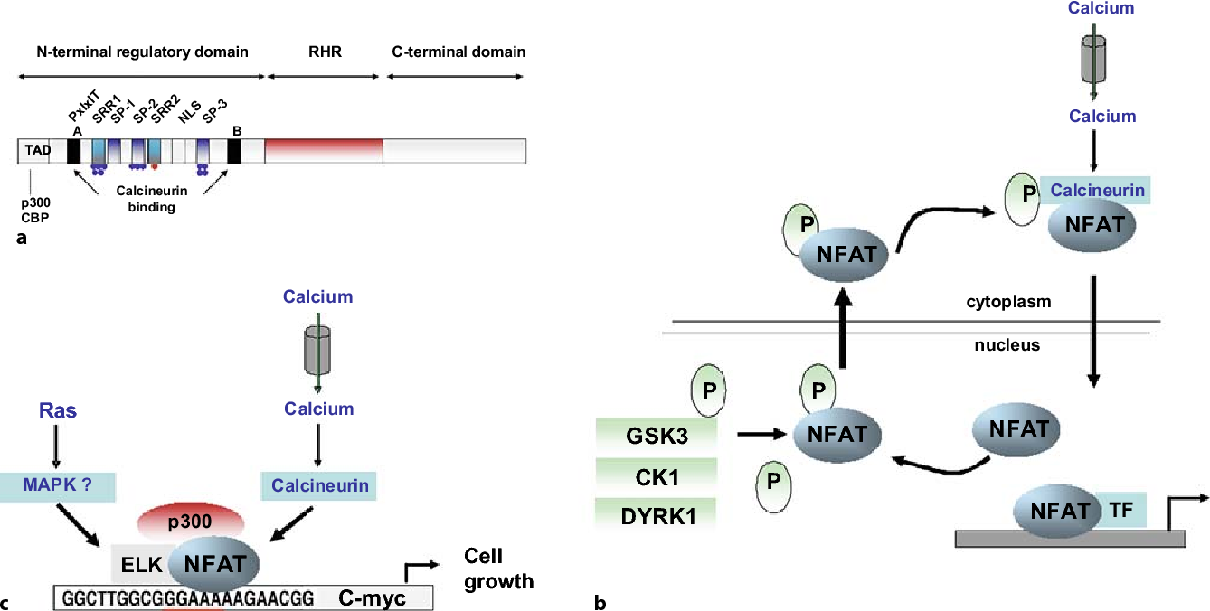 Figure 1 From Primers On Molecular Pathways The Nfat Transcription