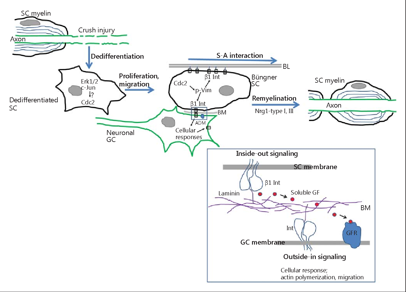 Figure 1 From The Role Of Schwann Cell Axon Interaction In Peripheral