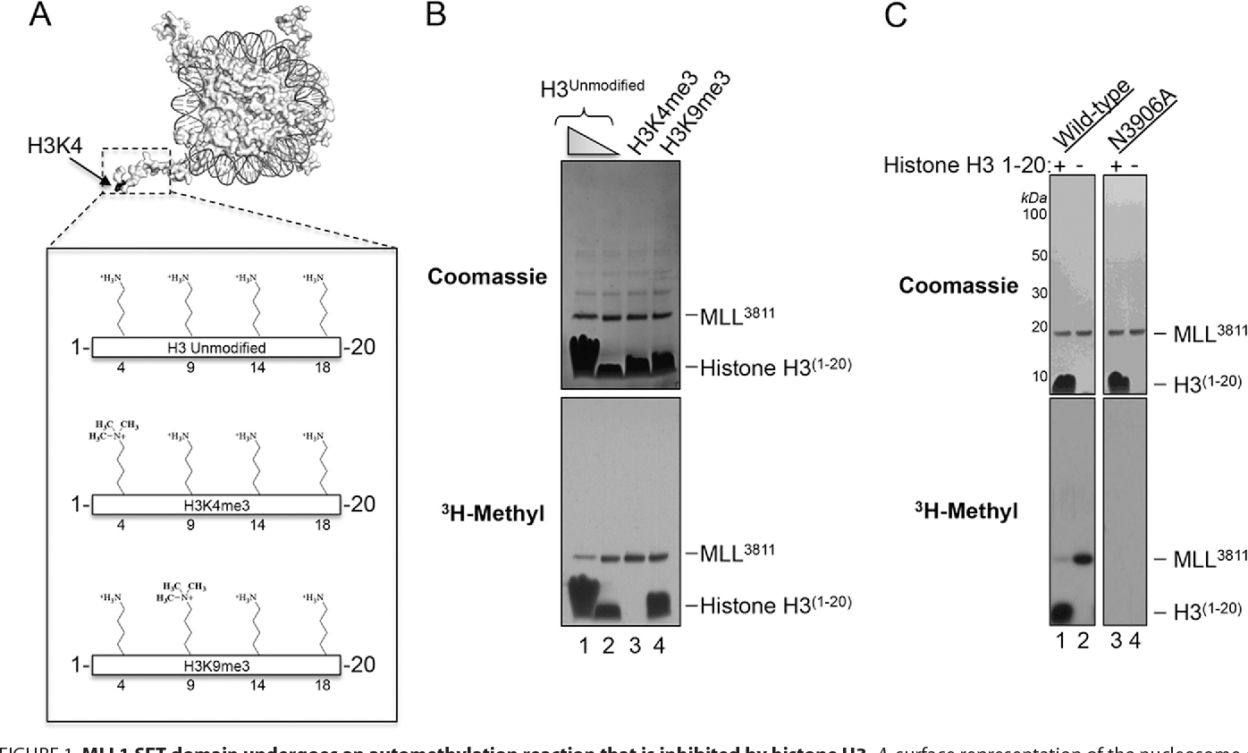 Automethylation Activities Within The Mixed Lineage Leukemia 1 Mll1