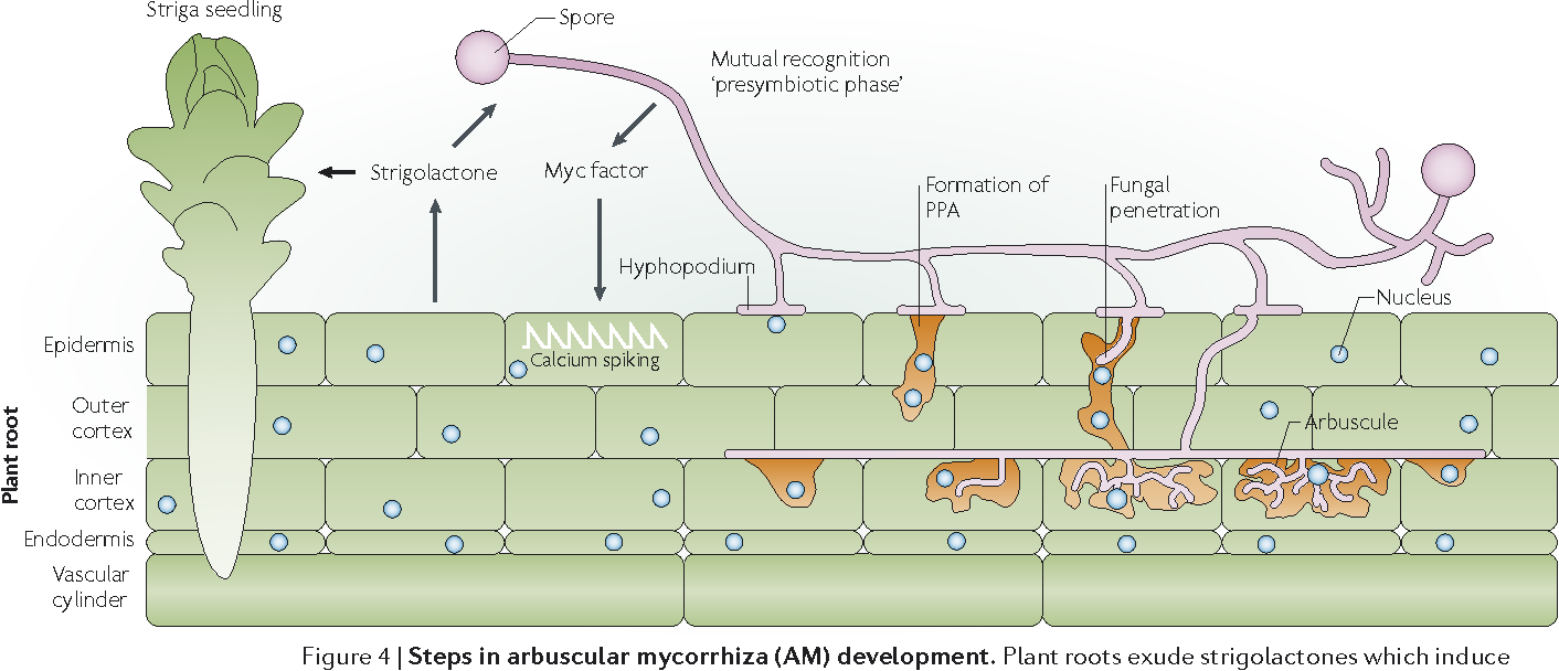 Pdf Arbuscular Mycorrhiza The Mother Of Plant Root Endosymbioses