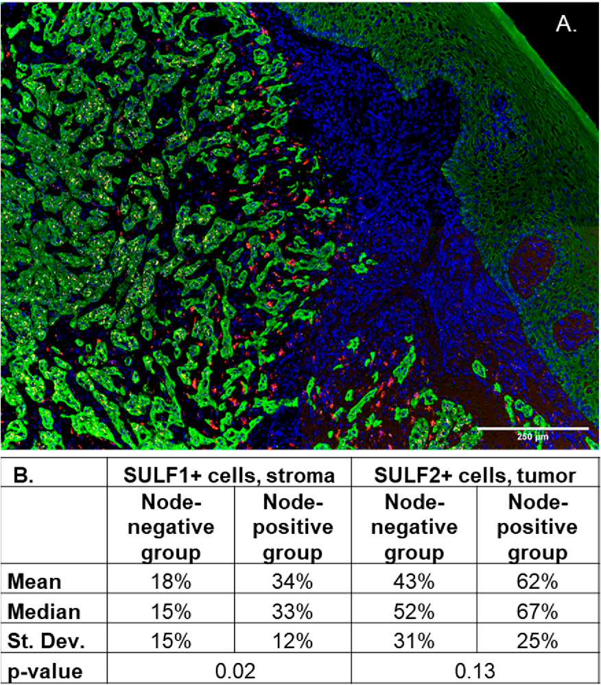 Pdf Extracellular Heparan 6 O Endosulfatases Sulf1 And Sulf2 In Head