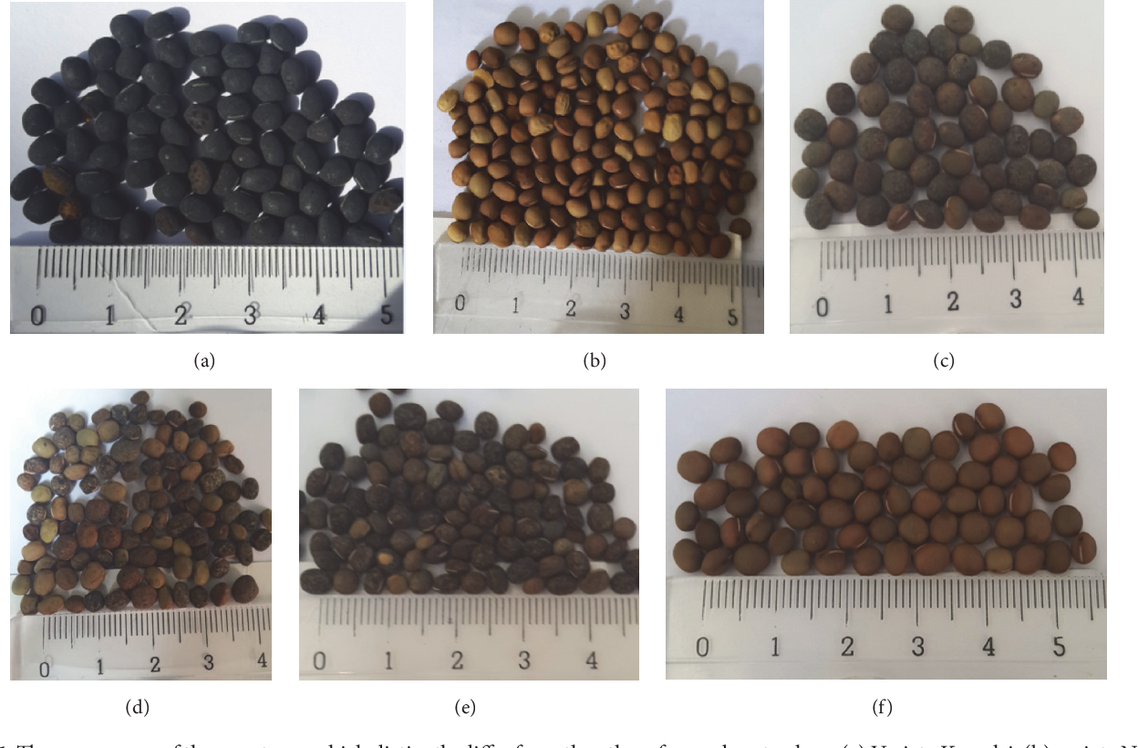 Figure 1 From Revealing Seed Coat Colour Variation And Their Possible