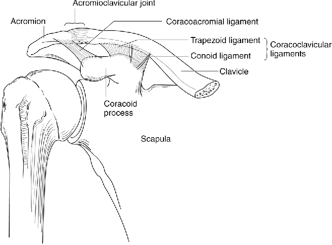 Figure 2 From Anatomy Of The Clavicle And Coracoid Process For