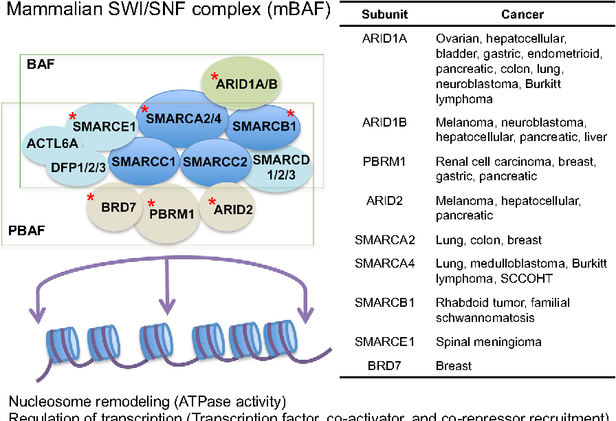 Pdf Vulnerabilities Of Mutant Swisnf Complexes In Cancer Semantic