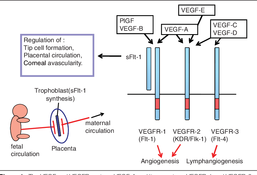 Vascular Endothelial Growth Factor Vegf And Its Receptor Vegfr