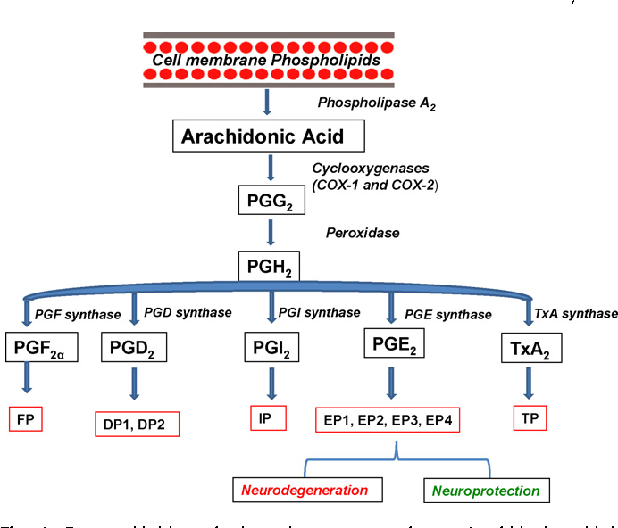 Prostaglandin I2 An Overview Sciencedirect Topics 44 Off