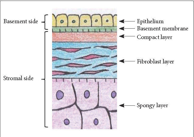 Serous Membrane Diagram