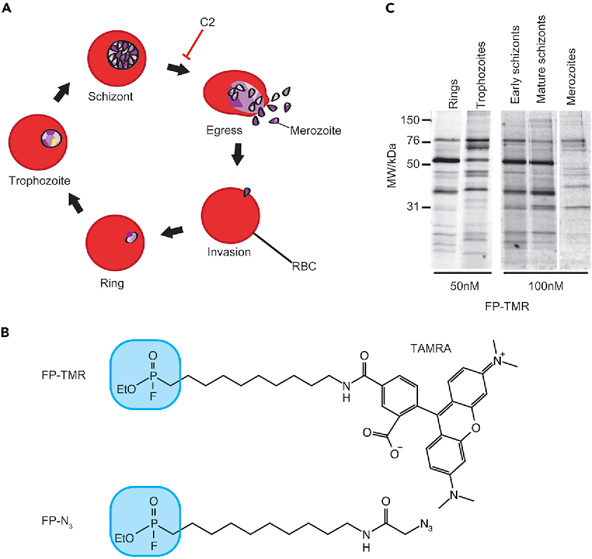 Table 1 From Activity Based Protein Profiling Of Human And Plasmodium