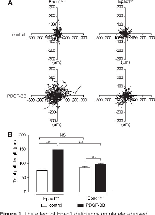 Figure 1 From Epac1 Deficiency Attenuated Vascular Smooth Muscle Cell