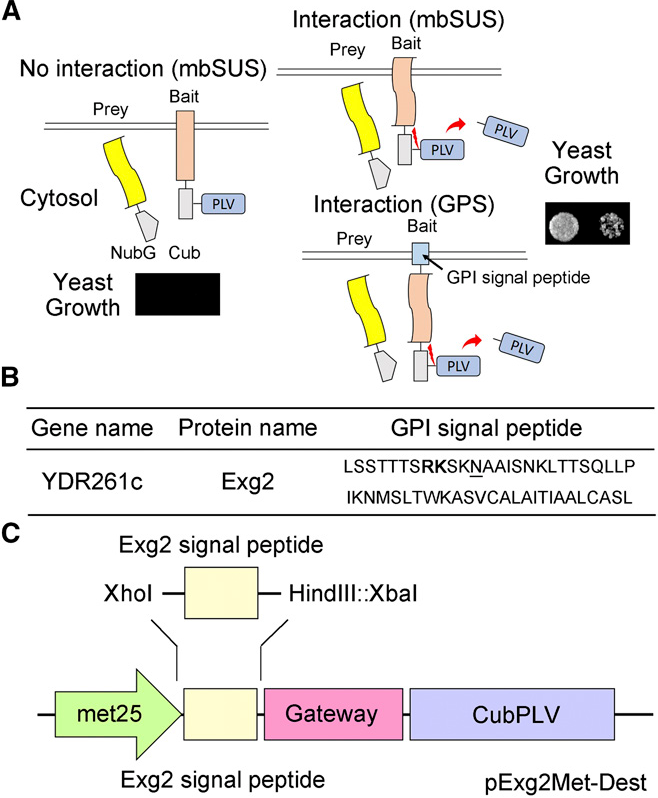 Figure 1 From A Gpi Signal Peptide Anchored Split Ubiquitin Gps