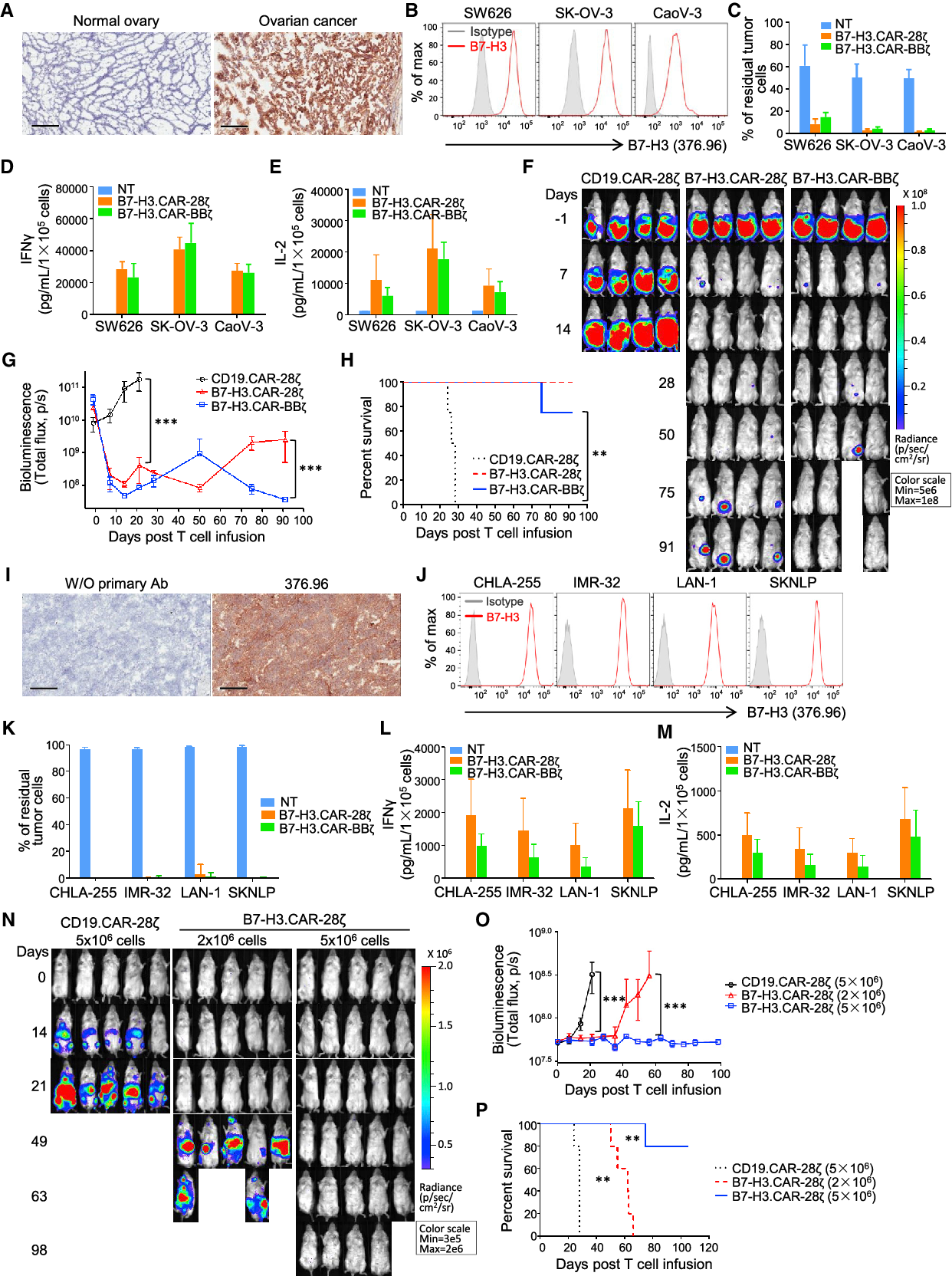 Figure 1 From Antitumor Responses In The Absence Of Toxicity In Solid