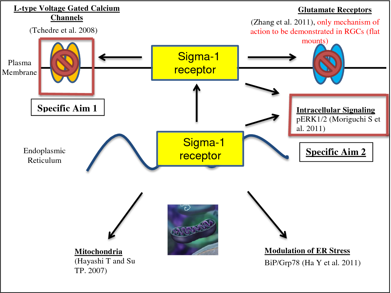 Neuroprotective Properties Of Sigma 1 Receptor In Glaucoma Semantic