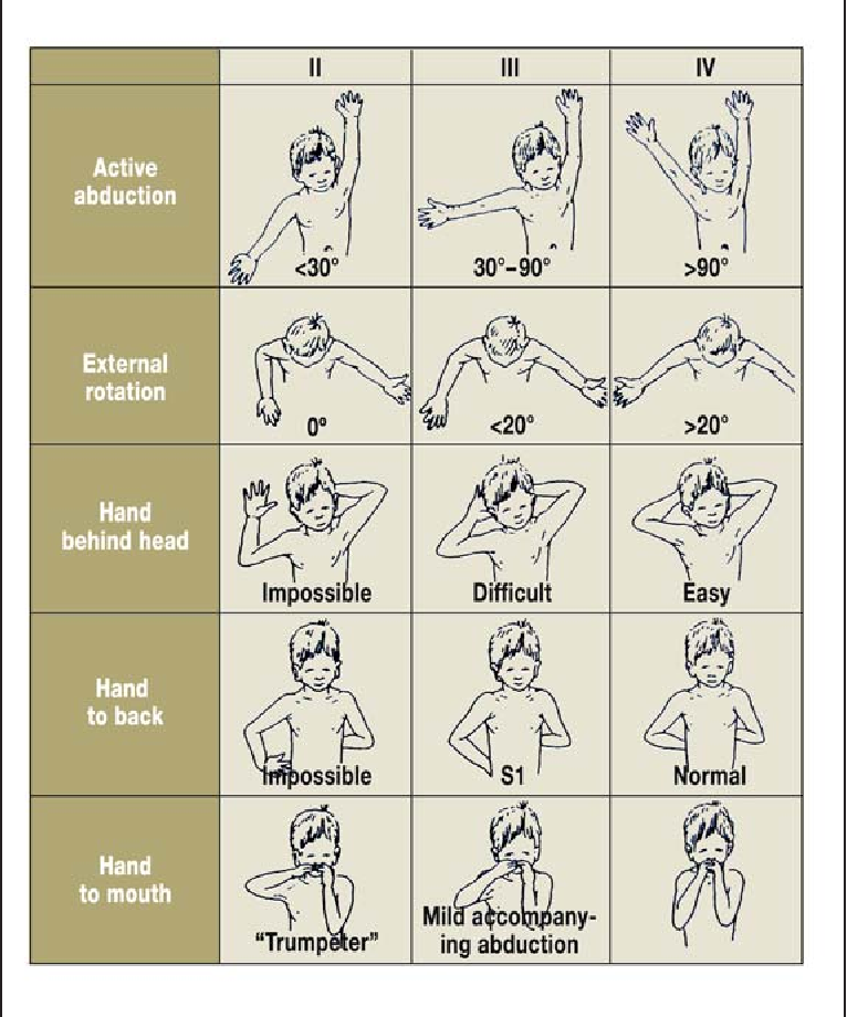 Brachial Plexus Injury Pdf Doctorvisit