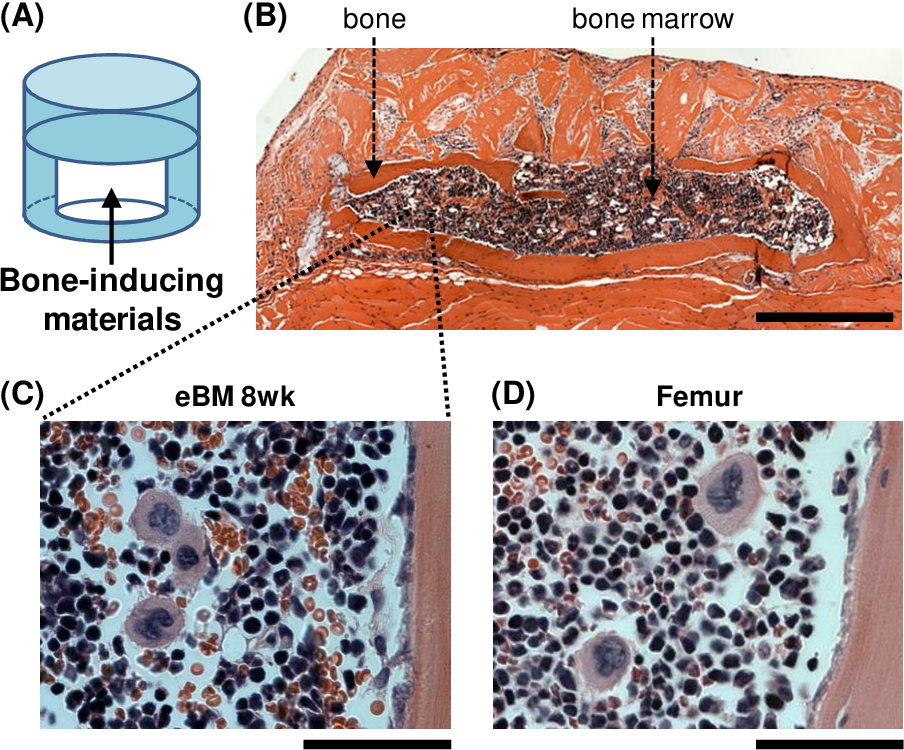 Pdf Bone Marrow On A Chip Semantic Scholar