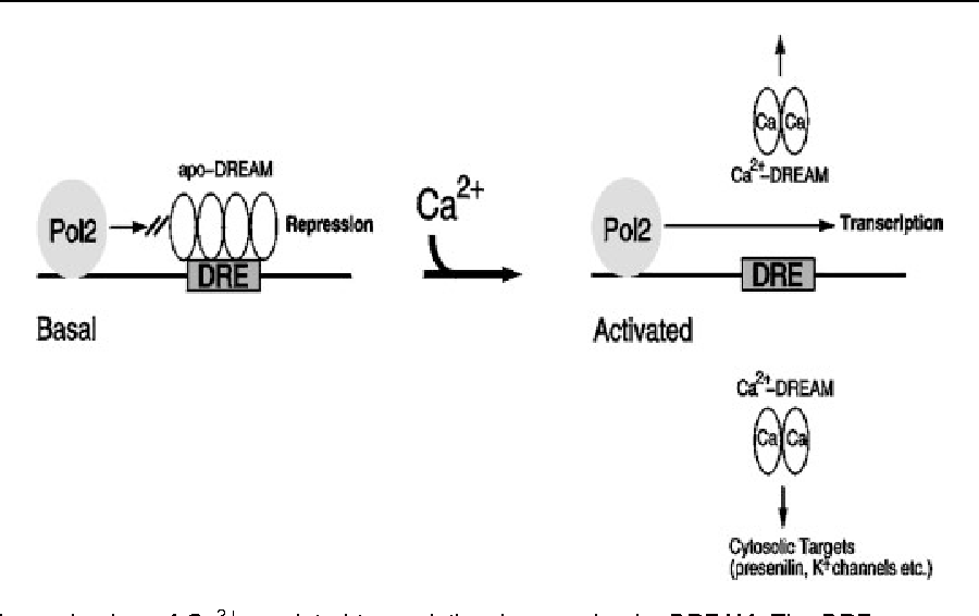 Pdf The Role Of Calcium Binding Proteins In The Control Of