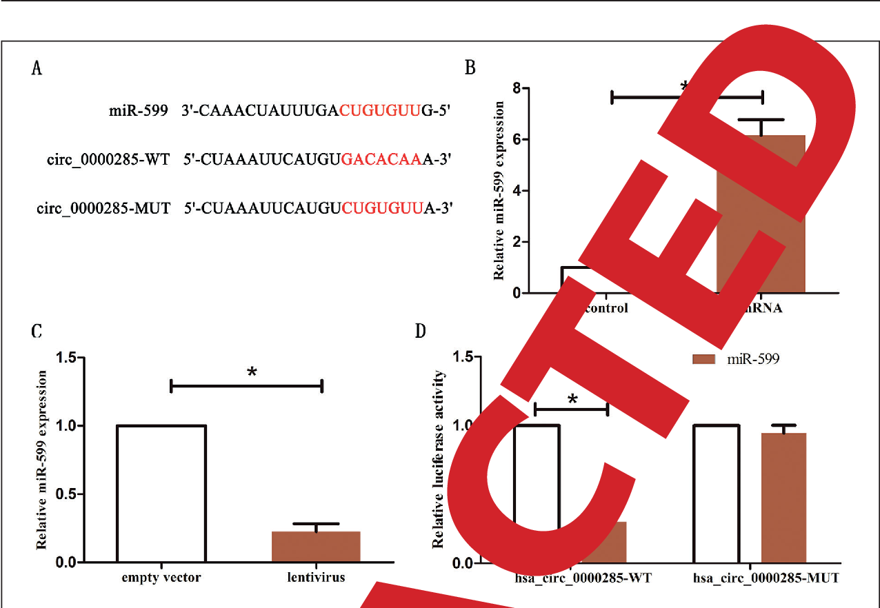 Figure 1 From The Interaction Between Circular Rna Hsacirc0000285 And