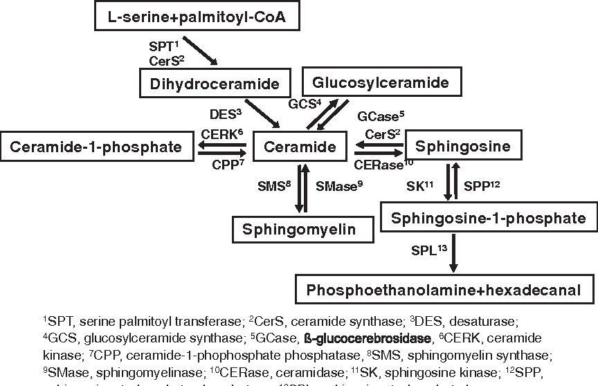 Figure 3 From Ceramide Signaling In Mammalian Epidermis Semantic Scholar