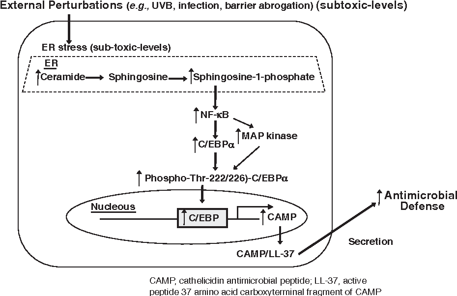 Figure 1 From Ceramide Signaling In Mammalian Epidermis Semantic Scholar