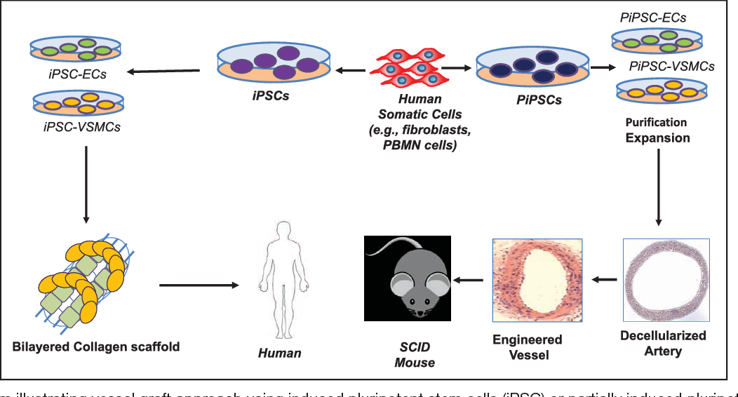 Figure 2 From Differentiation And Application Of Induced Pluripotent