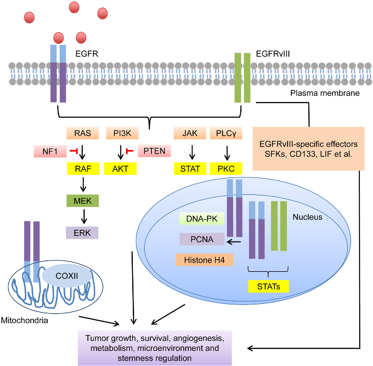 Epidermal Growth Factor Receptor Egfr And Egfrviii In Glioblastoma