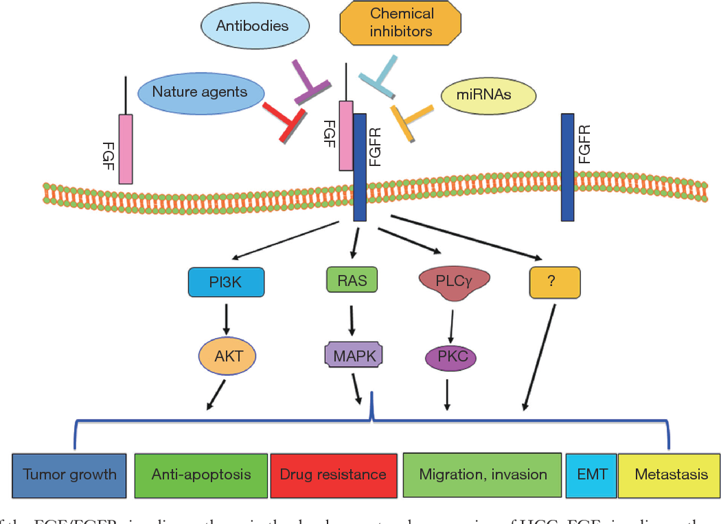 Figure 1 From Emerging Roles Of Fgf Signaling In Hepatocellular