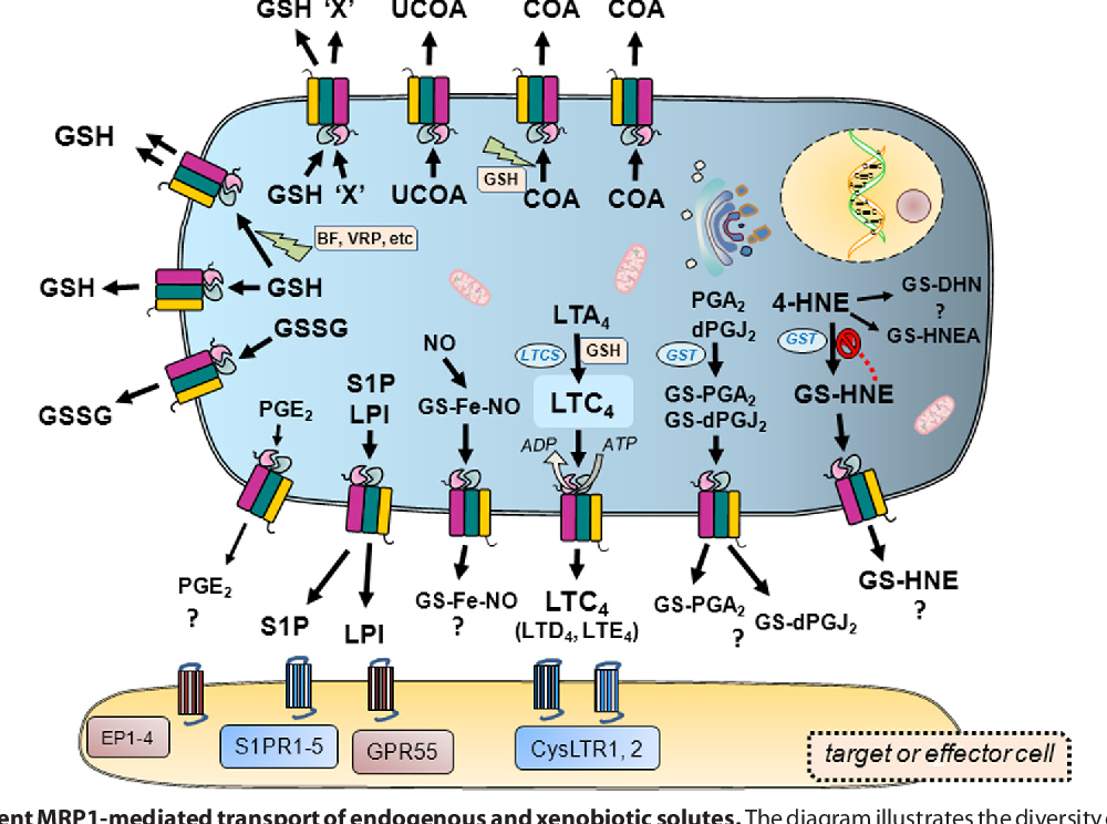 Figure 2 From Multidrug Resistance Protein 1 Mrp1 Abcc1 A