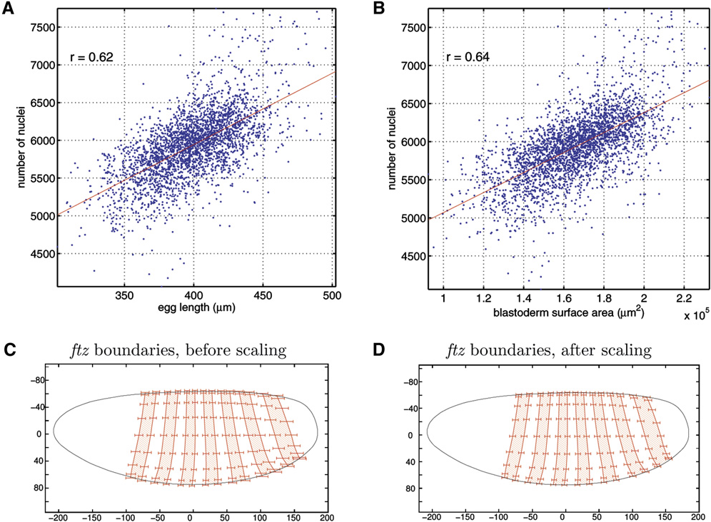 Figure 2 From A Quantitative Spatiotemporal Atlas Of Gene Expression In