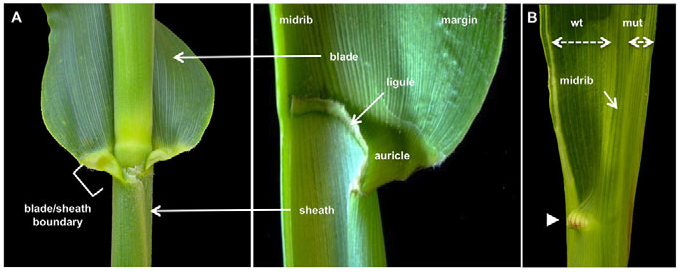 Figure 1 From The Liguleless Narrow Mutation Affects Proximal Distal