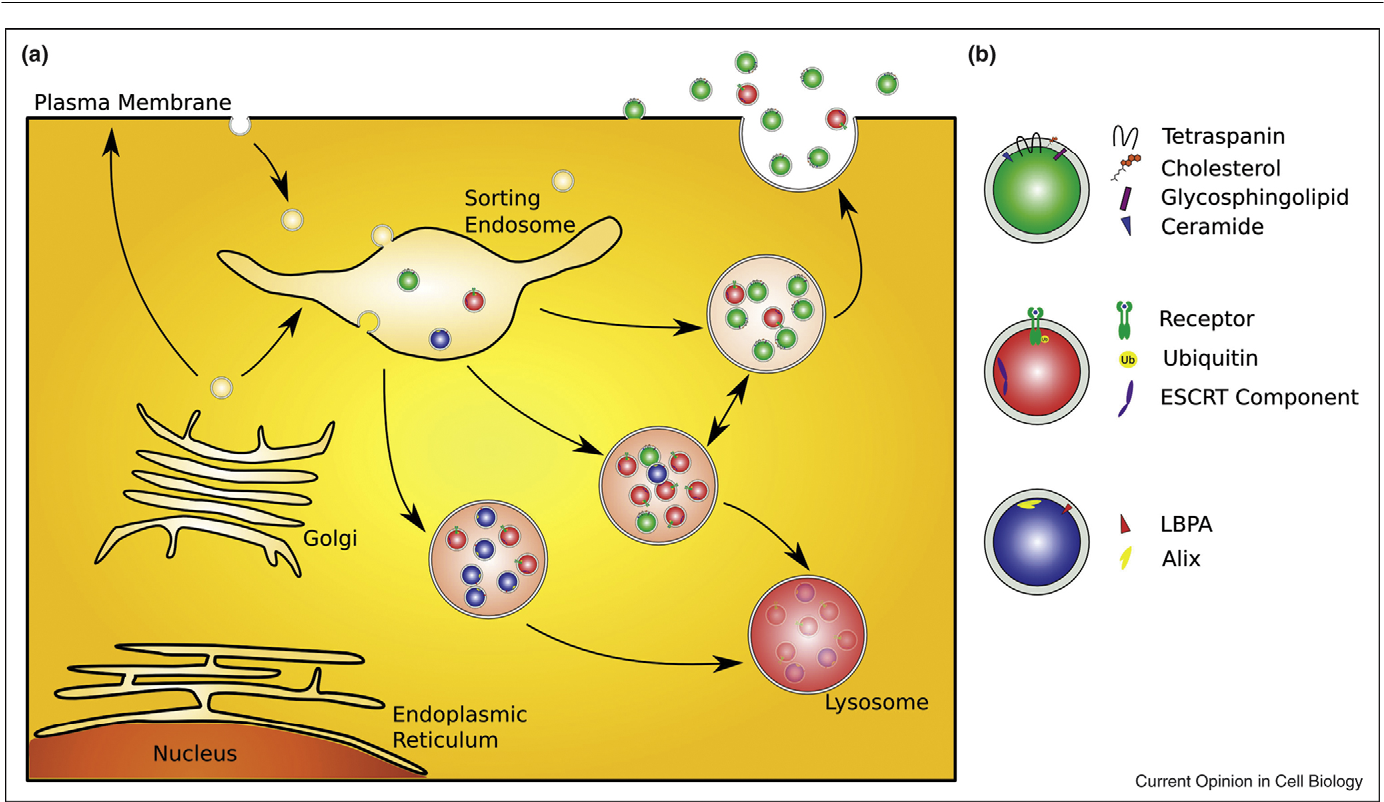 Intercellular Communication Process Semantic Scholar