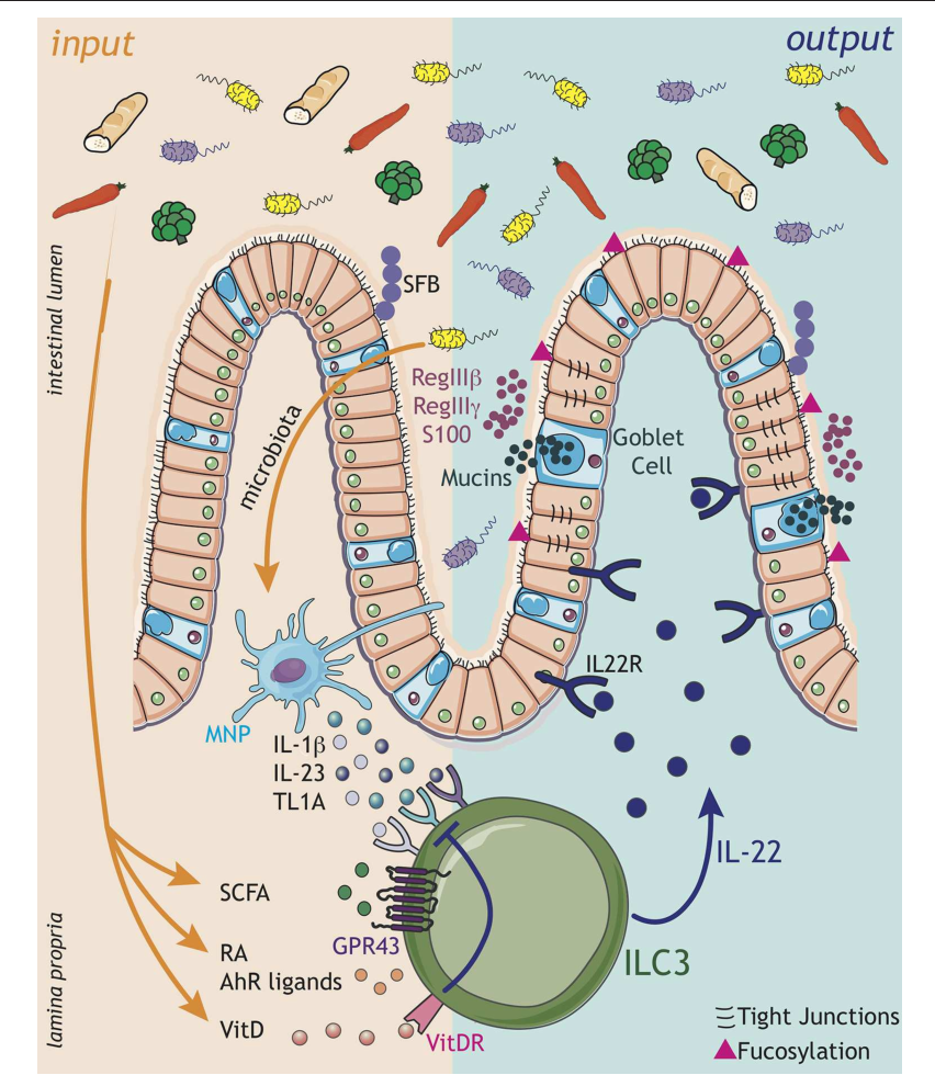 Pdf Immunoregulatory Sensory Circuits In Group 3 Innate Lymphoid Cell