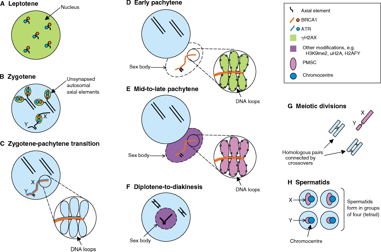 Figure 1 From Meiotic Sex Chromosome Inactivation Semantic Scholar