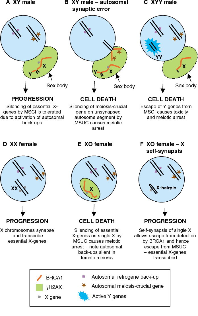 Figure 1 From Meiotic Sex Chromosome Inactivation Semantic Scholar