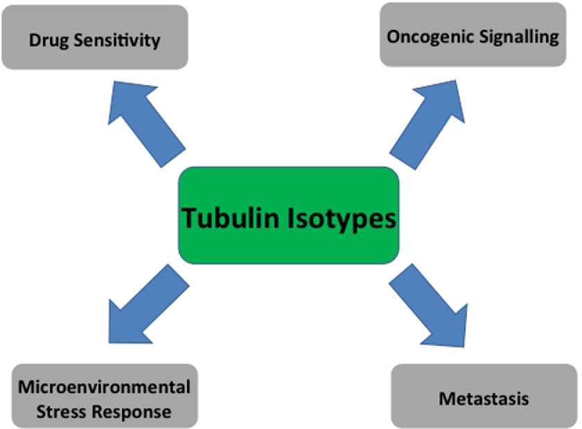 Figure 1 From An Emerging Role For Tubulin Isotypes In Modulating