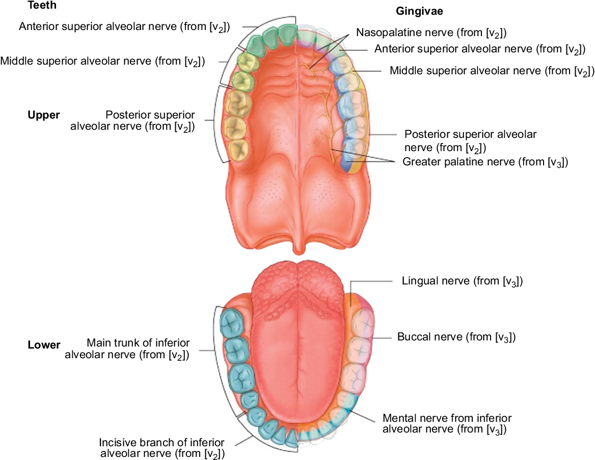 Figure 3 From Neurological Influences Of The Temporomandibular Joint