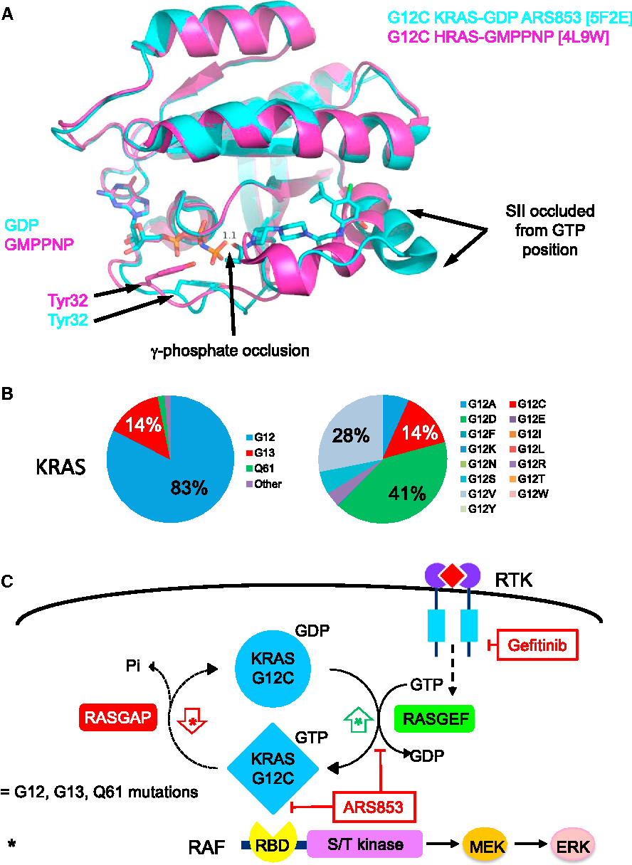 Selective Targeting Of The Kras G12c Mutant Kicking Kras When Its